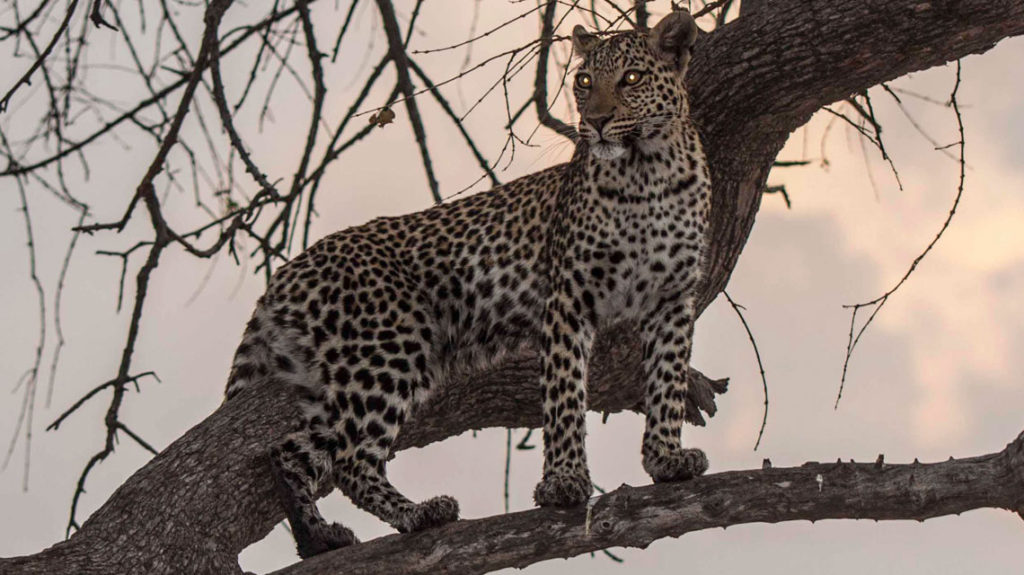 GALLERY - Penduka Safaris